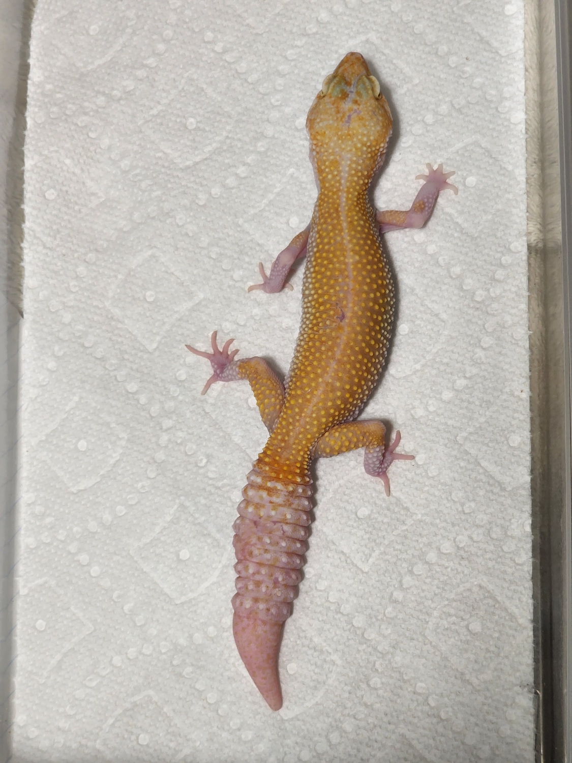 Raptor Leopard Gecko by Rivas Gecko's - MorphMarket