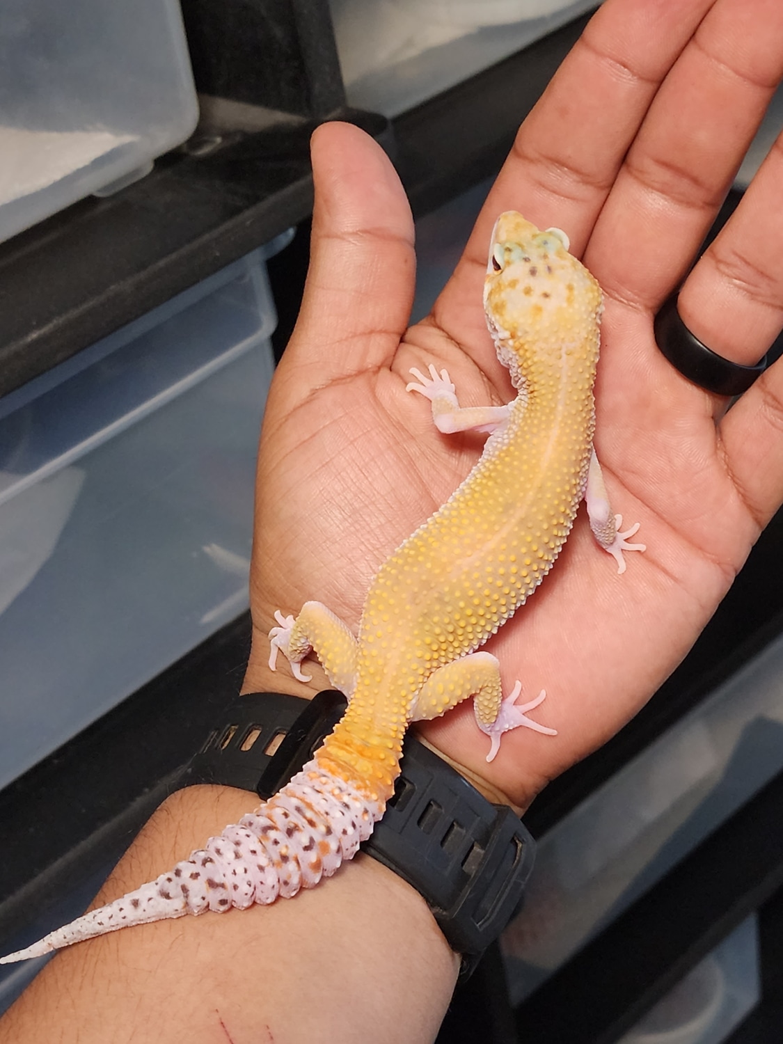 Giant Blood Emerine Raptor Leopard Gecko by Rivas Gecko's - MorphMarket