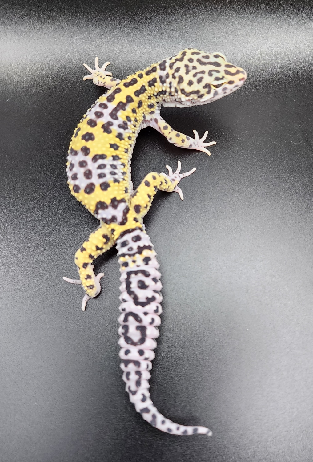 Giant Mack Snow Leopard Gecko by Rivas Gecko's - MorphMarket