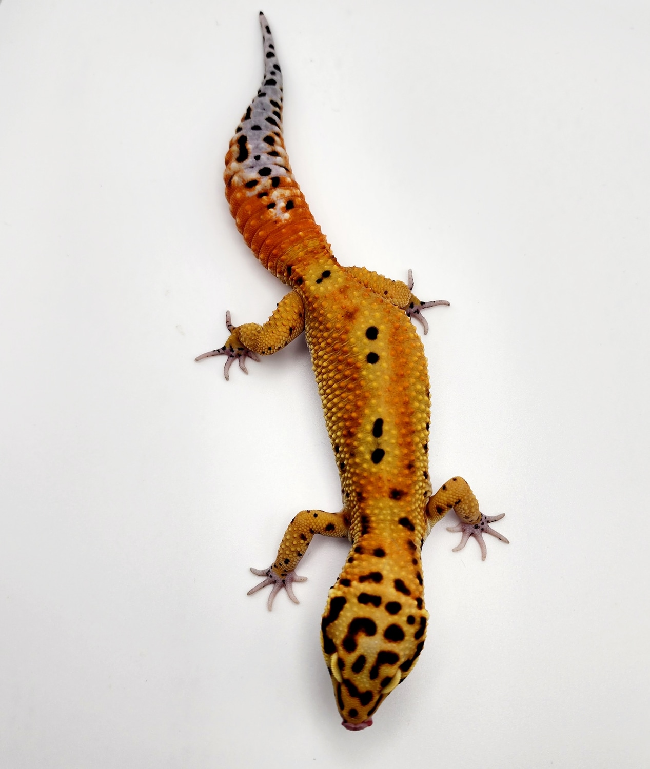 GP Clown Mandarin Leopard Gecko by Rivas Gecko's - MorphMarket