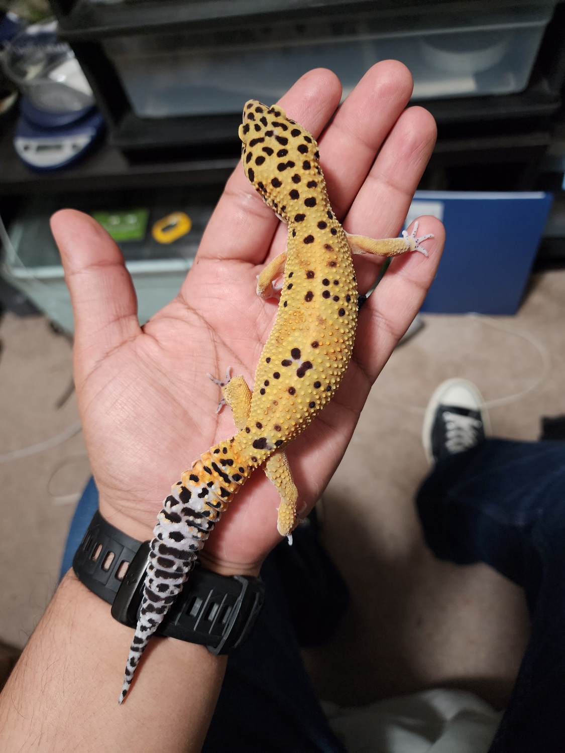 G-Project Clown Mandarin Leopard Gecko by Rivas Gecko's - MorphMarket