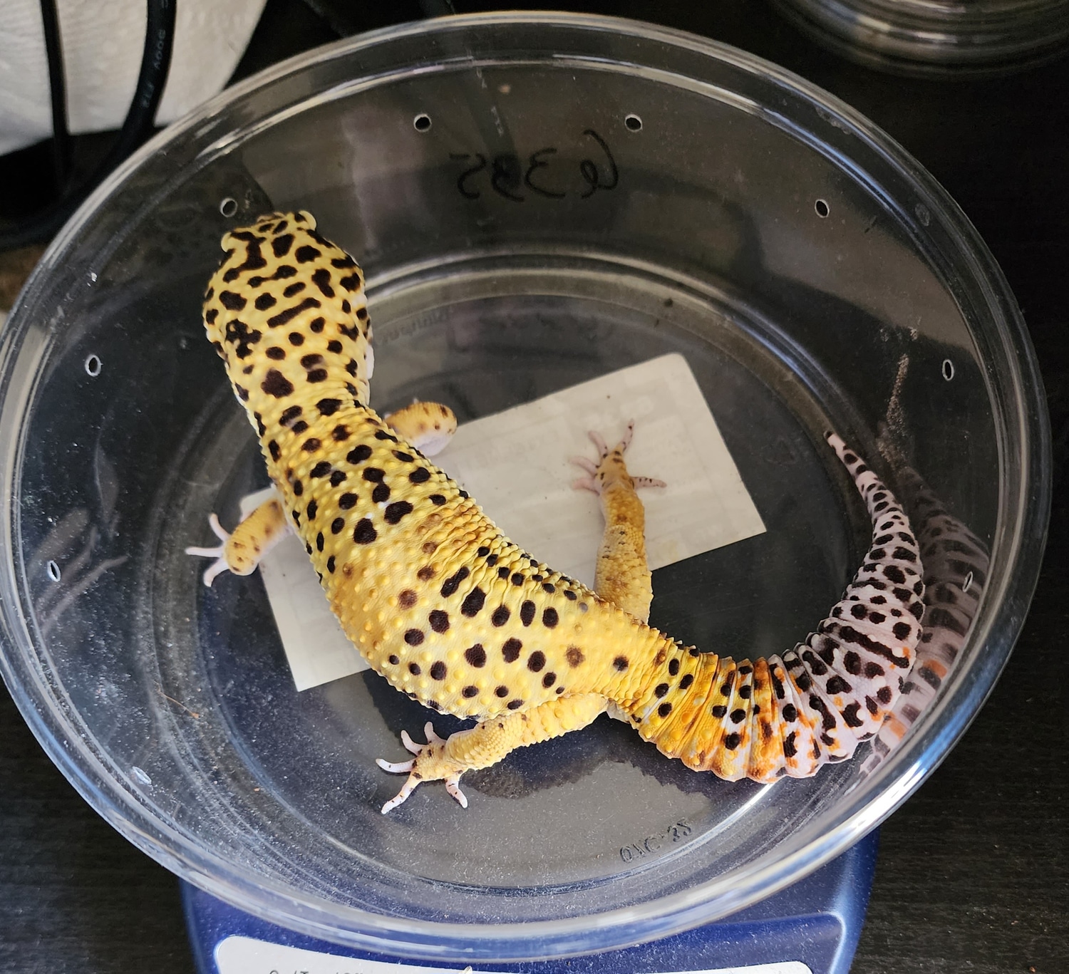 SG Blood Emerine Leopard Gecko by Rivas Gecko's - MorphMarket