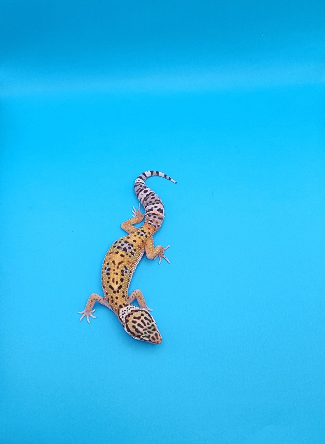 Super Giant Blood Emerine Tangerine Leopard Gecko by Rivas Gecko's ...