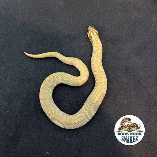 "Hamlet" Superconda Pos TH Snow Ghost (Albino/axanthic/Evans Hypo ...