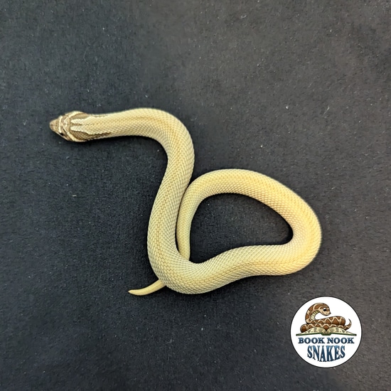 "Tybalt" Superconda Pos TH Snow Ghost (Albino/axanthic/Evans Hypo ...