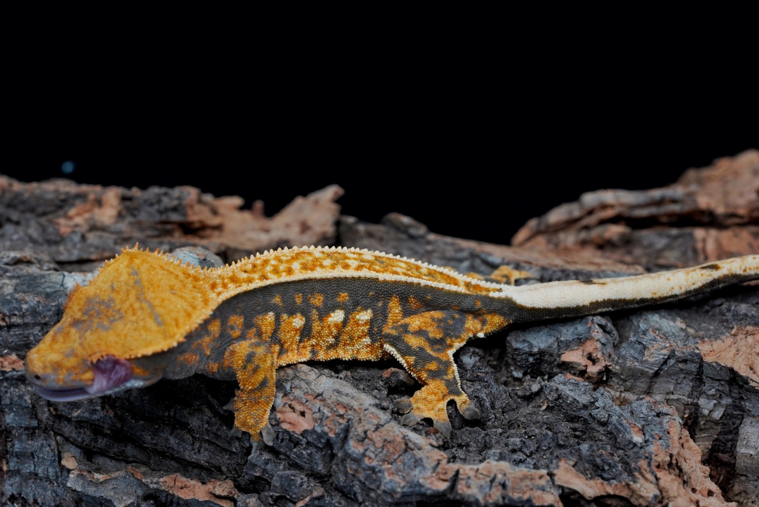 Tri-color Crested Gecko by Erly Geckos - MorphMarket