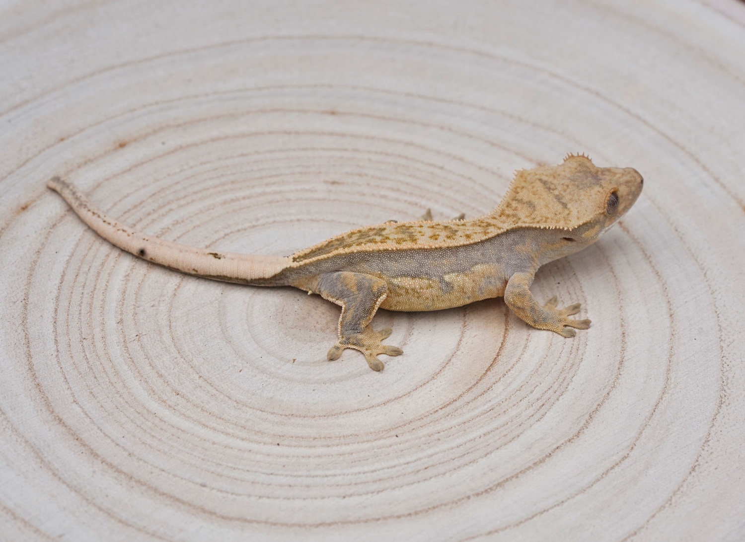 Lavender Pin White Wall Crested Gecko by Erly Geckos - MorphMarket