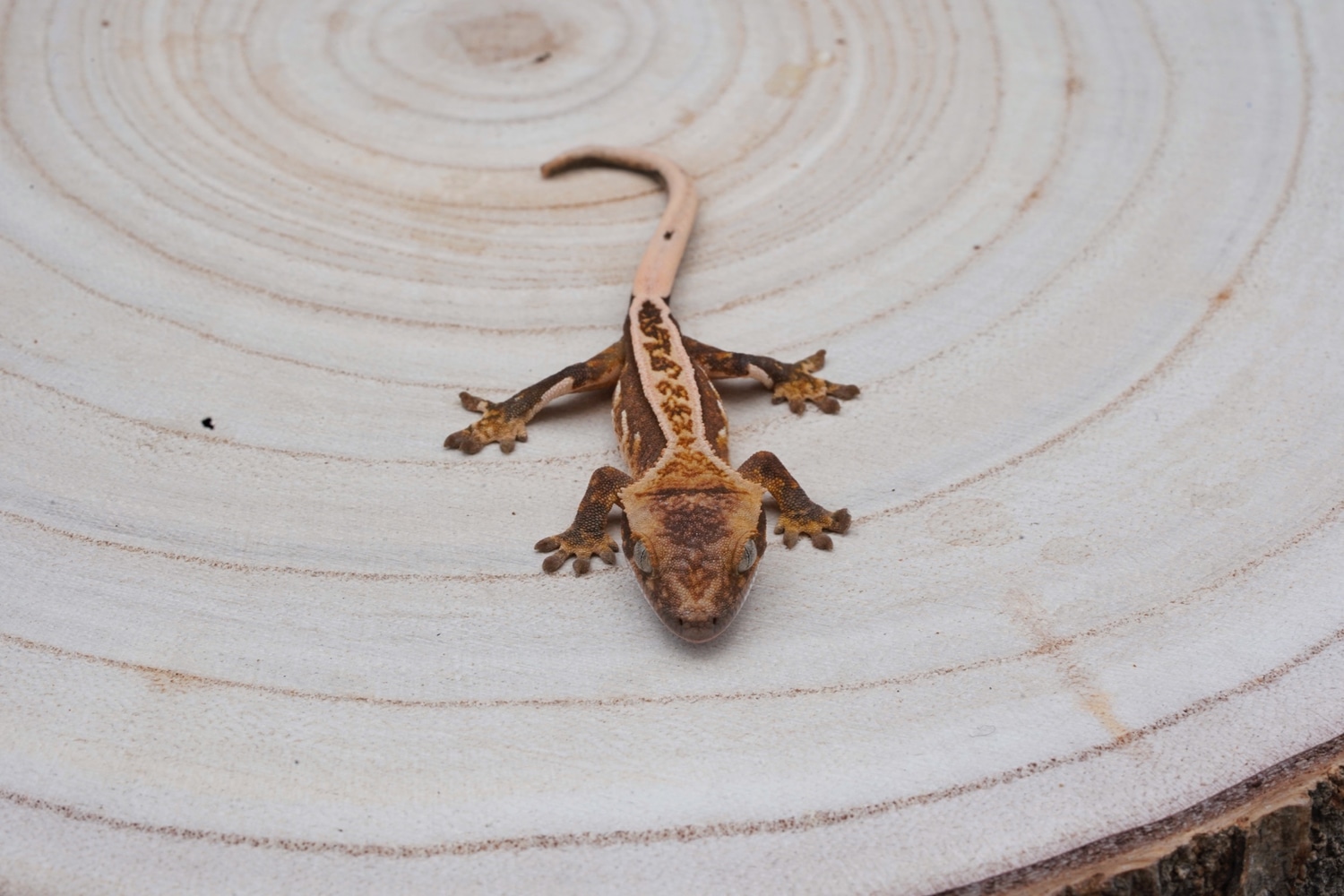 Nice Dark Full Pin Crested Gecko by Erly Geckos - MorphMarket
