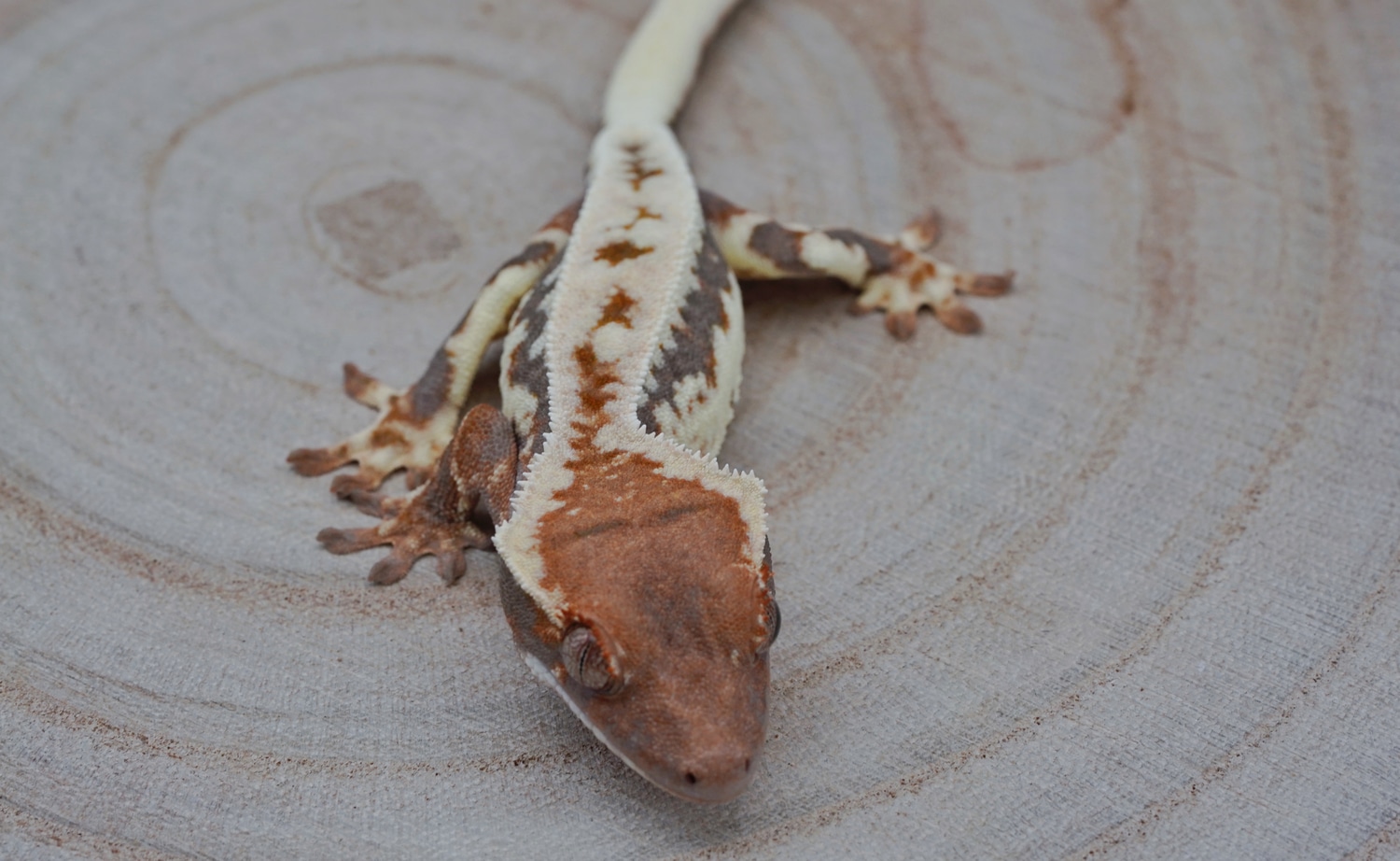 High Coverage Frappuccino Crested Gecko by Erly Geckos - MorphMarket