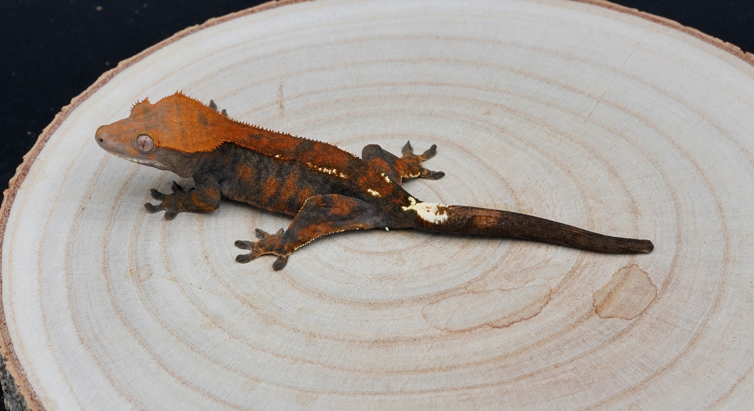 Dark Cappuccino Crested Gecko by Erly Geckos - MorphMarket
