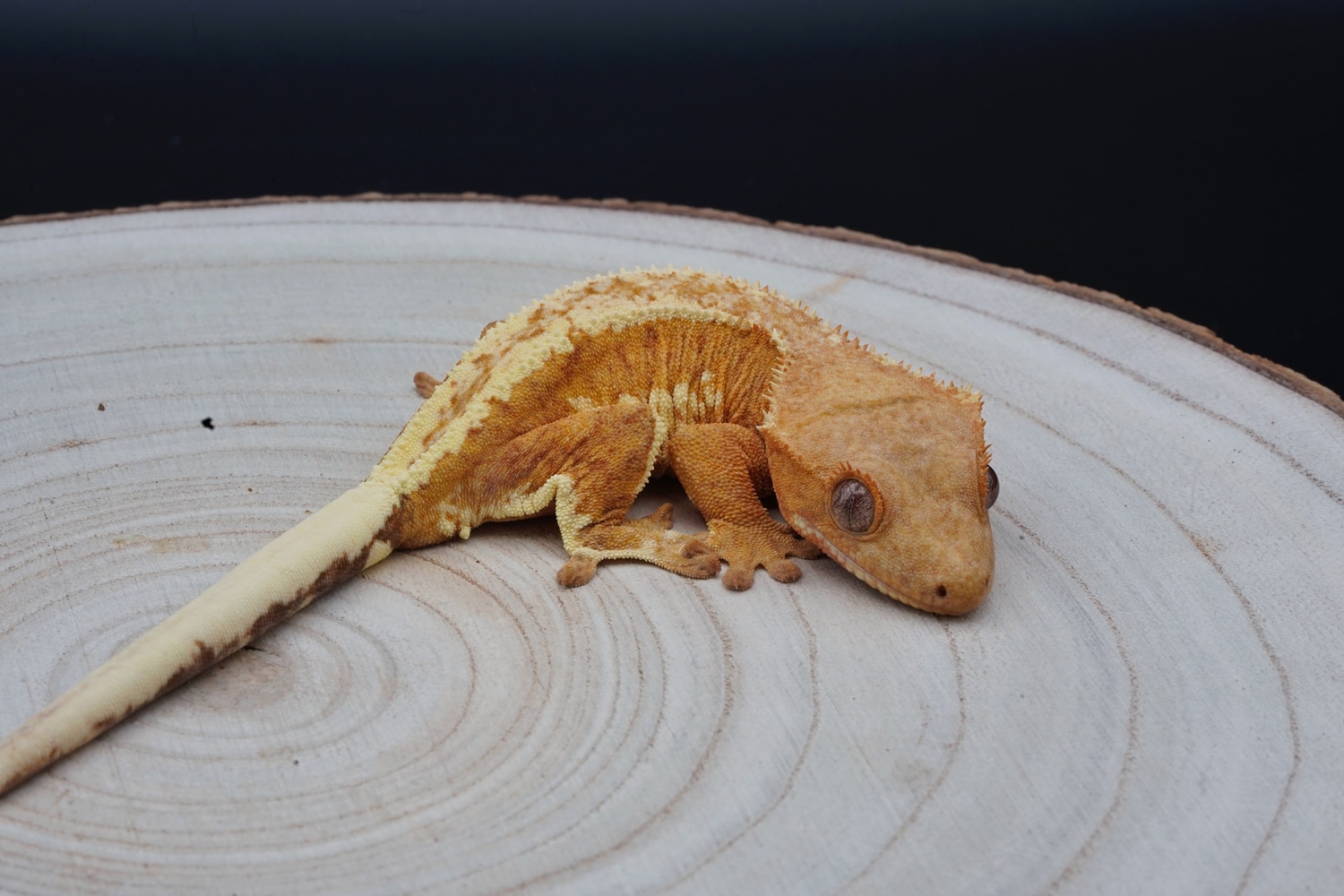Soft Scales Lilly White Crested Gecko by Erly Geckos - MorphMarket