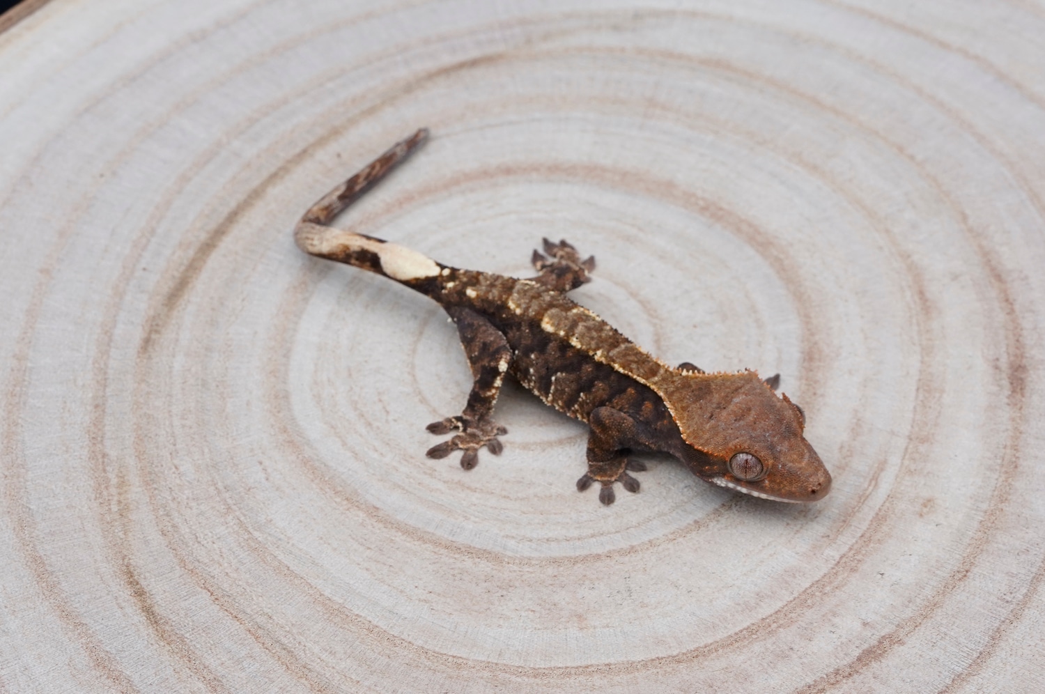 High Patterns Cappuccino Crested Gecko by Erly Geckos - MorphMarket