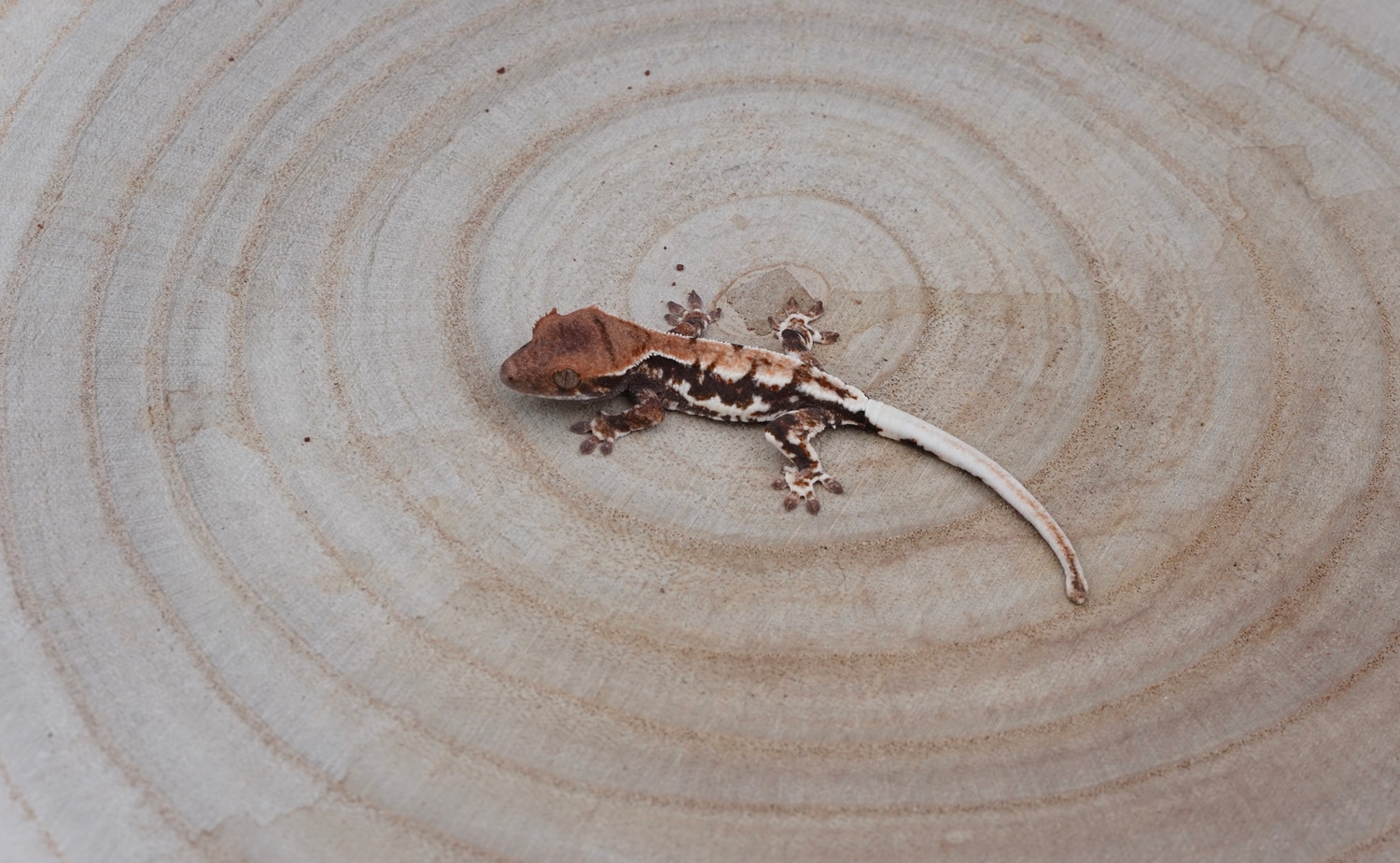 High Patterned Frappuccino Crested Gecko by Erly Geckos - MorphMarket