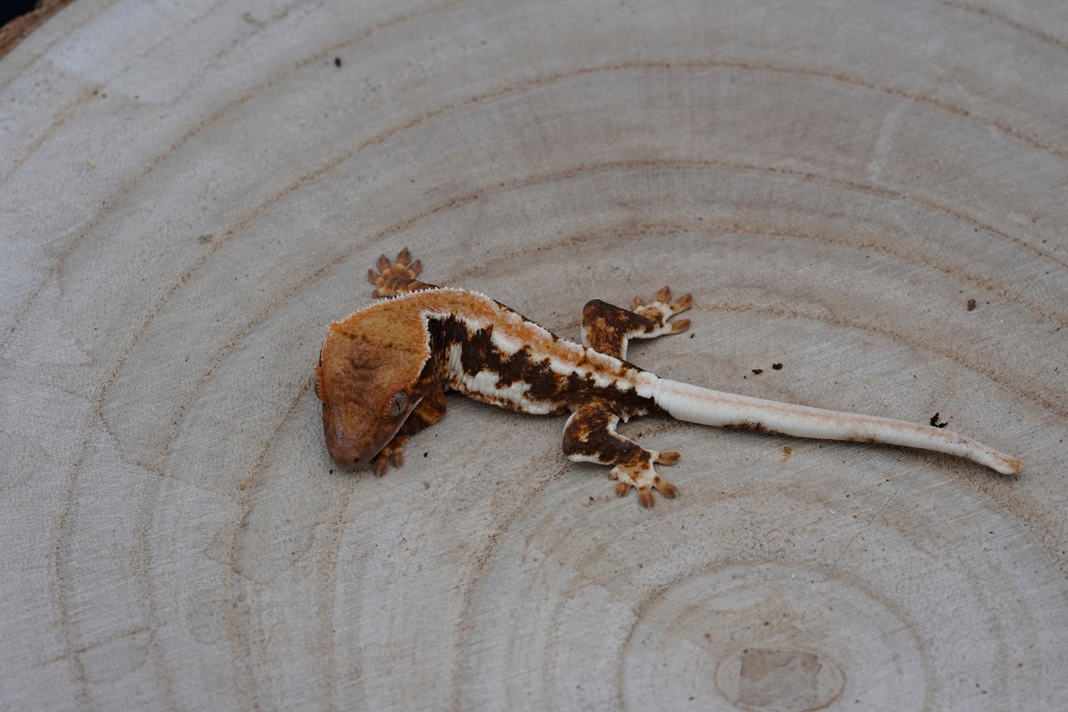 Orange Frappuccino Crested Gecko by Erly Geckos - MorphMarket