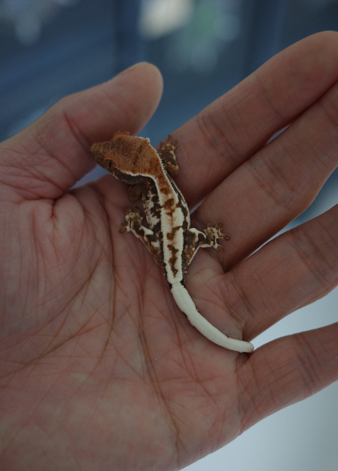 High Contrast Frappuccino Crested Gecko by Erly Geckos - MorphMarket