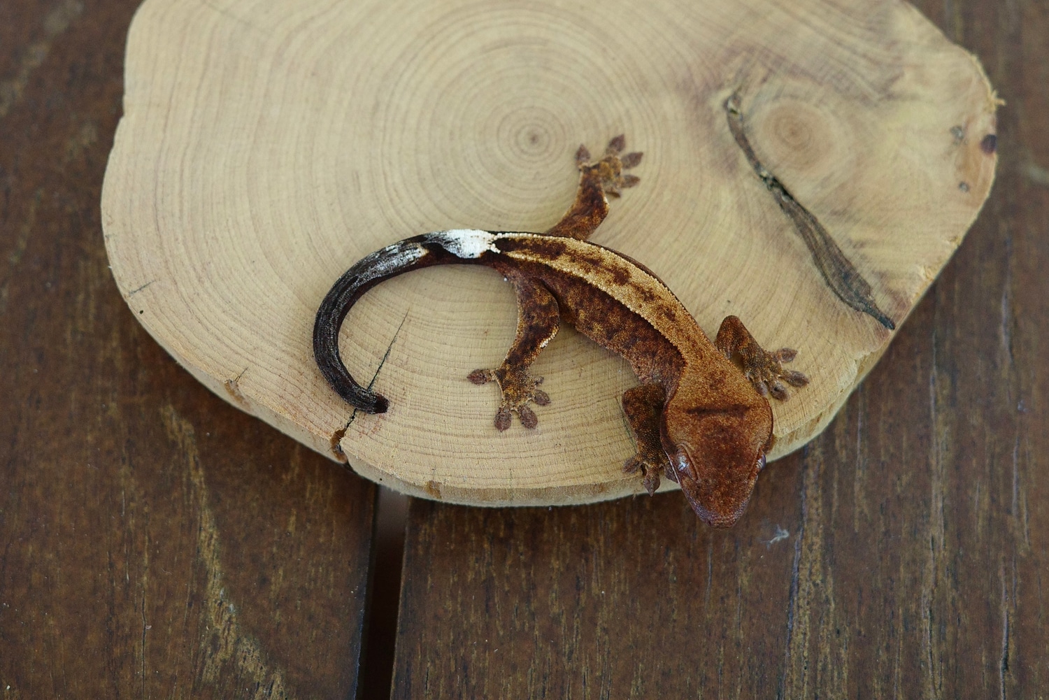 Orange Cappuccino Crested Gecko by Erly Geckos - MorphMarket