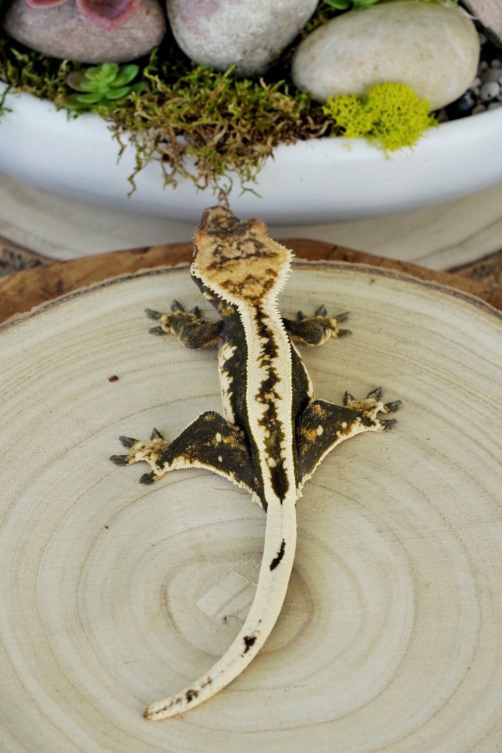 Dark/white Empty Back, Gravid Crested Gecko by Erly Geckos - MorphMarket