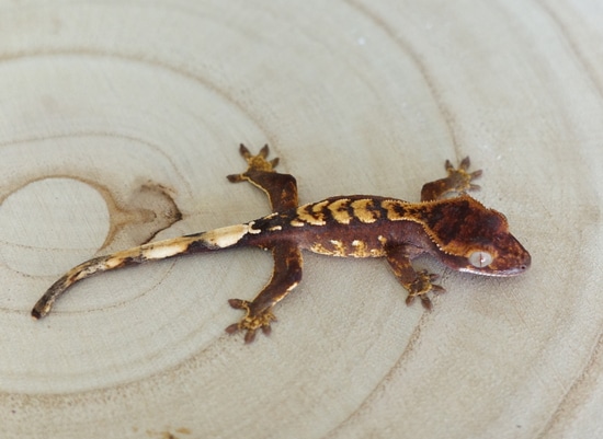 Group Of 5 Wholesale Crested Gecko by Erly Geckos