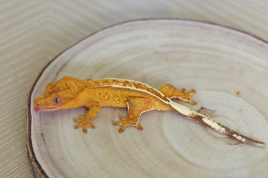 Nice Yellow Crested Gecko by Erly Geckos