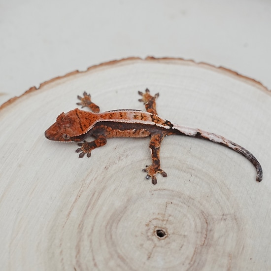 Nice Orange Sable With Good Head Structure Crested Gecko by Erly Geckos