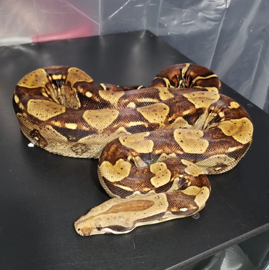 Azarus - Normal Boa Constrictor by Rainbow Scales