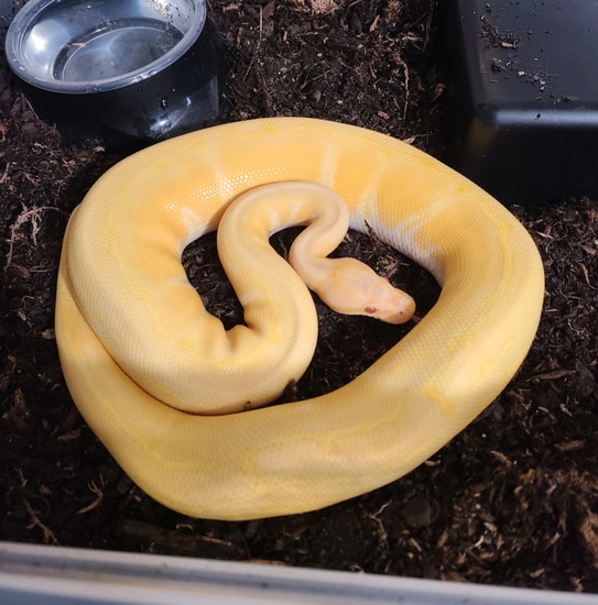 Lucas - Pinstripe Albino Ball Python by Rainbow Scales