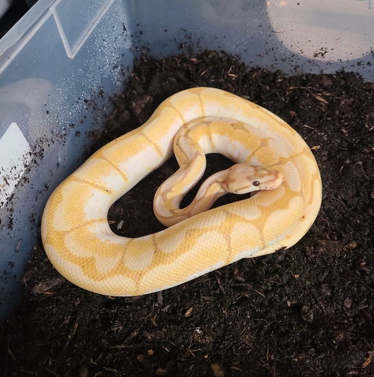 Athena - CoralGlow Spider 50% Het Clown Ball Python by Rainbow Scales