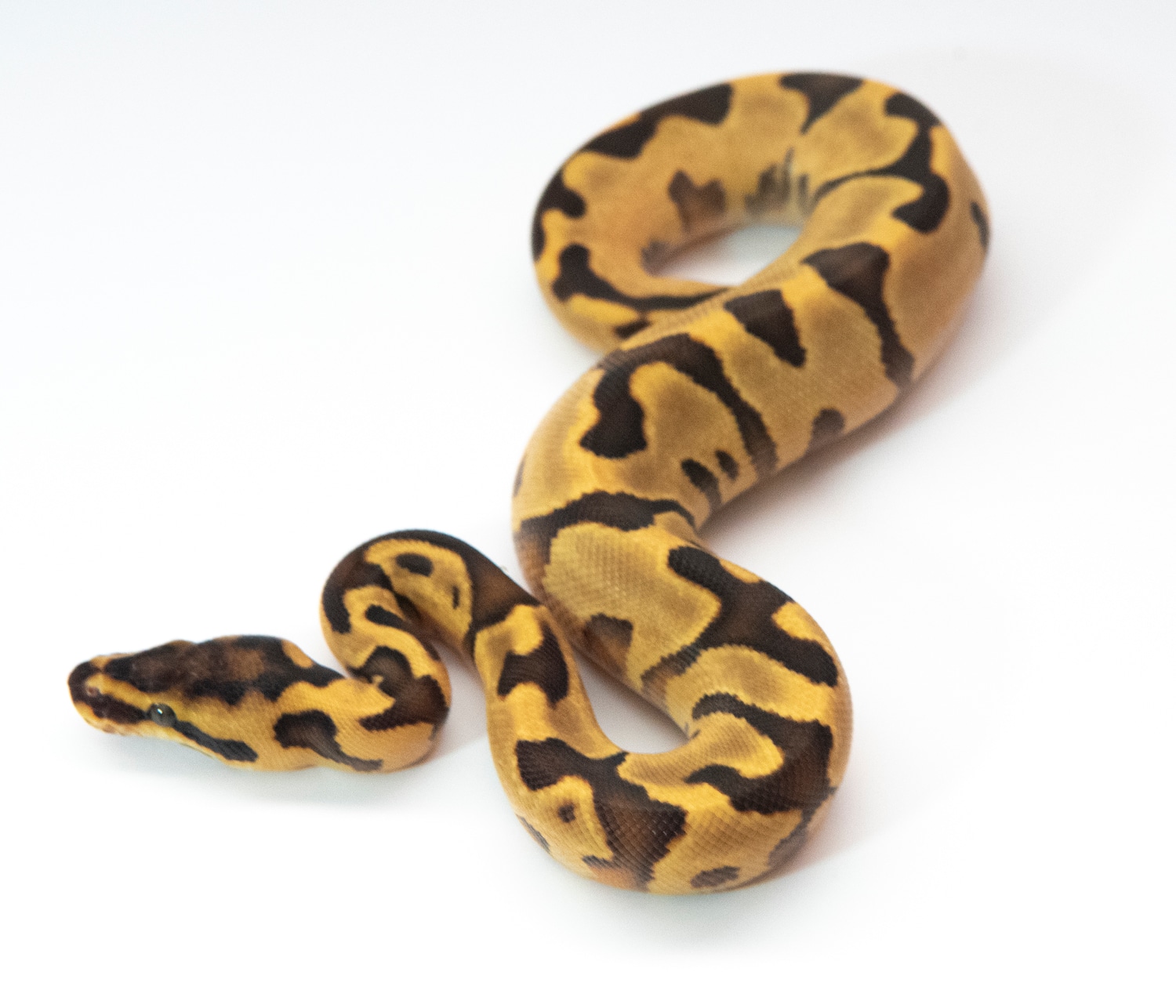 Cypress Leopard Enchi Yellowbelly Fire Ball Python by Mountain Jane ...