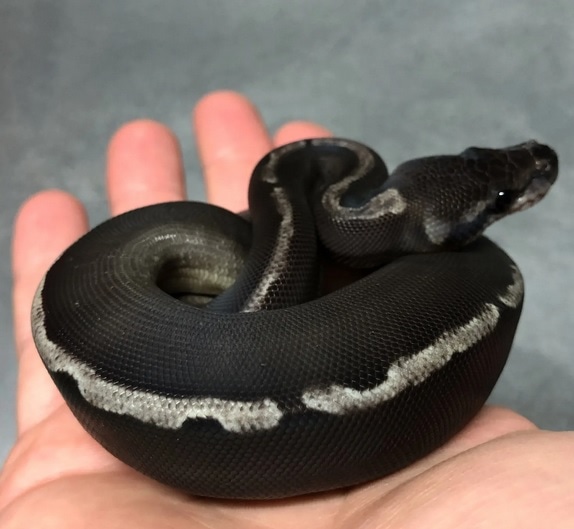 Super GHI Mojave Ball Python by Mountain Jane Morphs - MorphMarket
