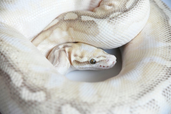 Superfly Calico Lesser Ball Python by Mountain Jane Morphs