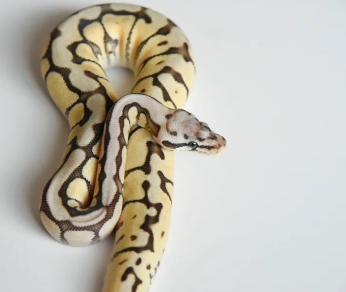 $500 SHIPPED 400g *unique* Cypress Pastave Bee Ball Python by Mountain ...