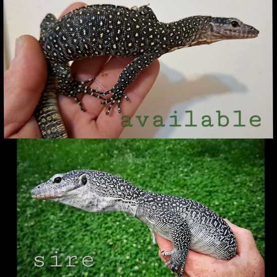 USCbb, 23' , Sorong Locale, Varanus Indicus Other Monitor by Gnarodia