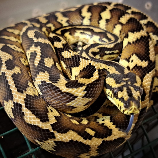 Gorgeous, '22, F3 Female Irian Jaya Carpet Python by Gnarodia