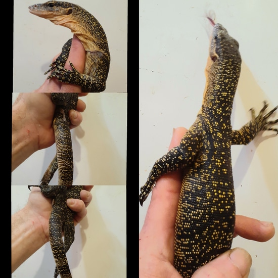 Likely Female Russell Islands, V.indicus Mangrove Monitor by Gnarodia