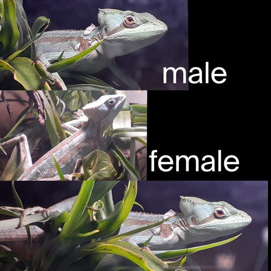 Rtb, '22, Serrated Cone Head Lizards(Laemanctus Serratus) More Lizard ...