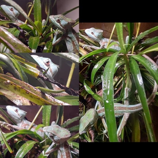 Uscbb, '22, 1.1- Serrated Conehead Lizards, Adults More Lizard by Gnarodia