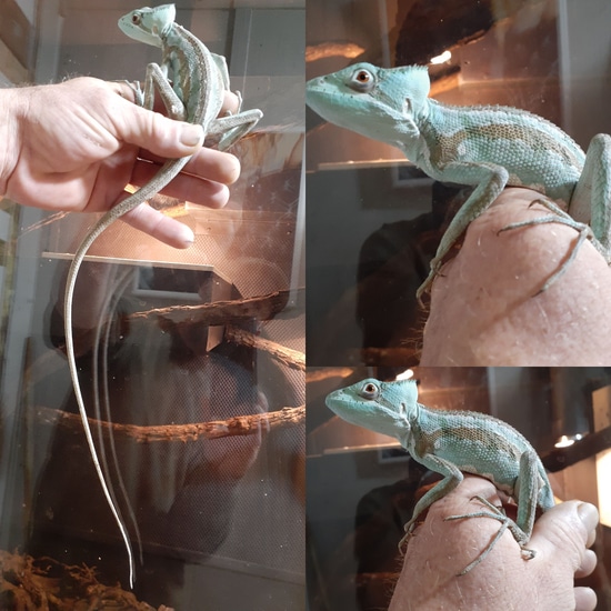 Pair , 1.1- Uscbb Serrated Cone Head Lizards More Lizard by Gnarodia