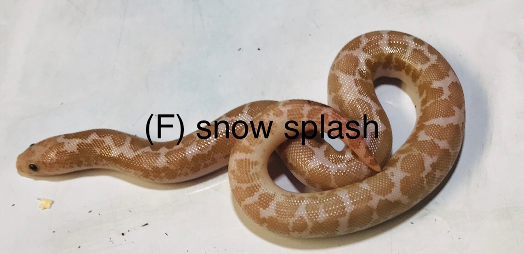 Snow Splash Kenyan Sand Boa by Sandboas by Scott Miller - MorphMarket