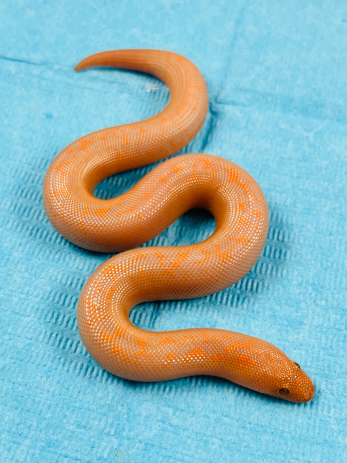 Stripe Albino Splash Het Anery Kenyan Sand Boa by Sandboas by Scott ...