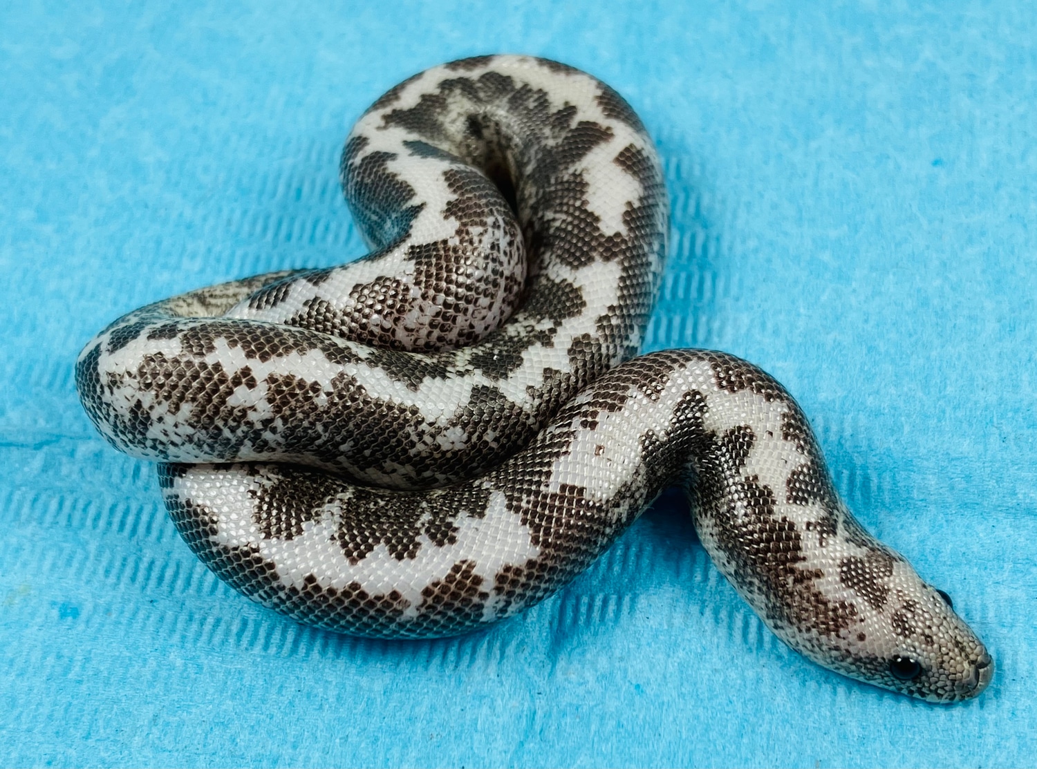 Anery Granite Stripe Het Splash Kenyan Sand Boa by Sandboas by Scott ...