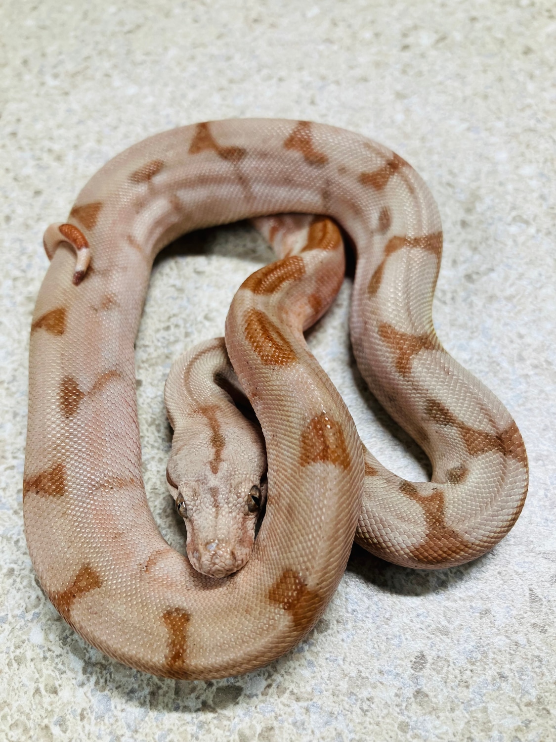 Burke T+ Sunglow Possible Super Boa Constrictor by Sandboas by Scott ...