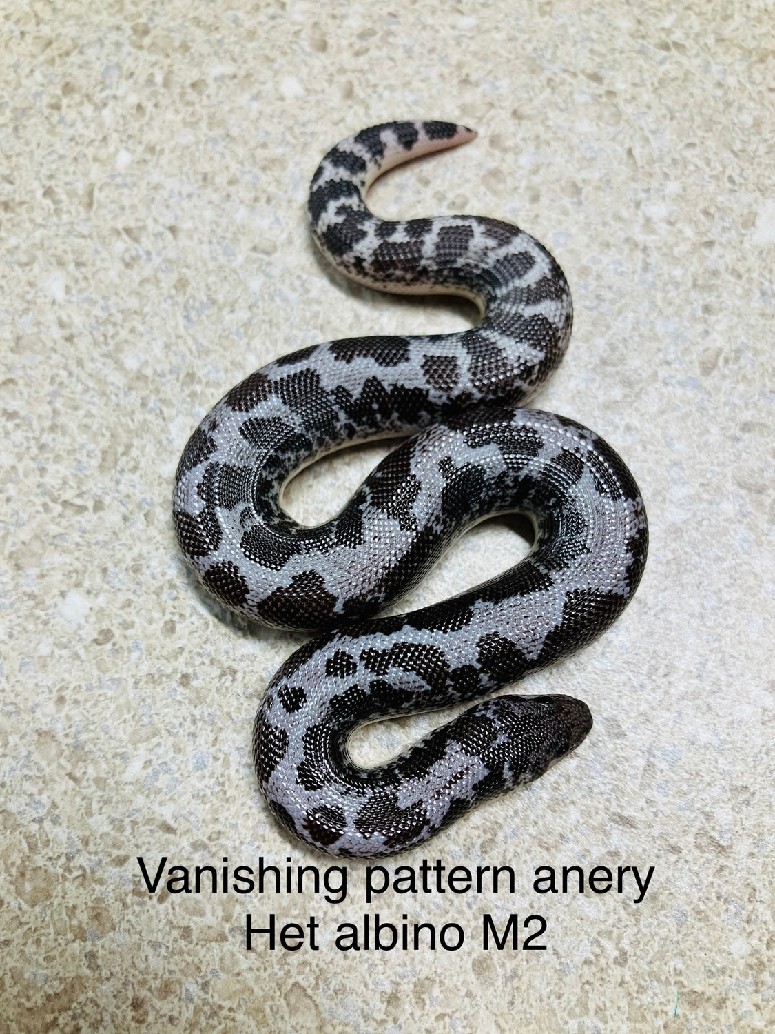 Vanishing Pattern Anery Het Albino Kenyan Sand Boa by Sandboas by Scott ...