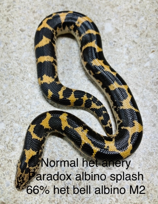 Normal Het Anery, Paradox Albino, Splash 66% Het Bell Albino Kenyan ...