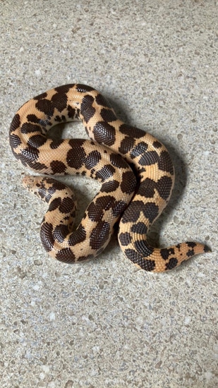 Gx Normal Het Paint Kenyan Sand Boa by Sandboas by Scott Miller