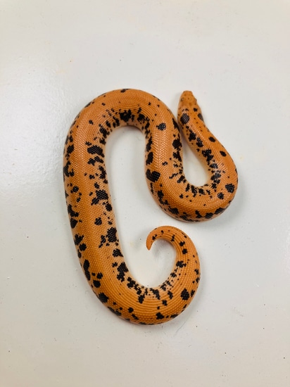 Gx Paint Kenyan Sand Boa by Sandboas by Scott Miller