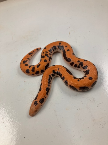 Cal Flame Paint Kenyan Sand Boa by Sandboas by Scott Miller