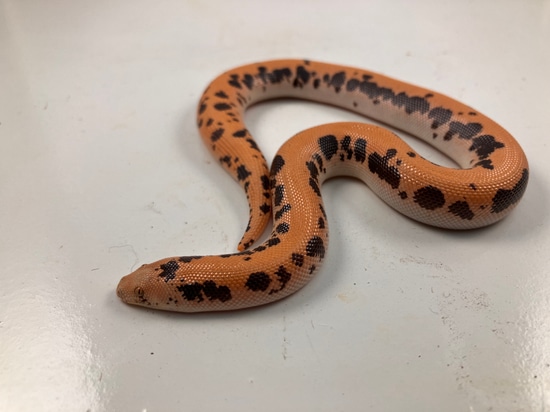 Cal Flame Paint Kenyan Sand Boa by Sandboas by Scott Miller
