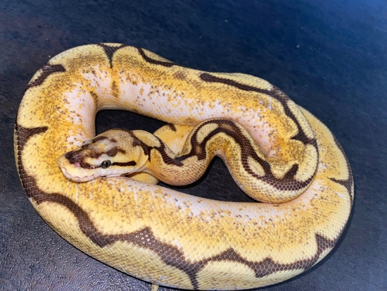 600gram OD Vanilla Spider Ball Python by EscamillaZ MorphZ