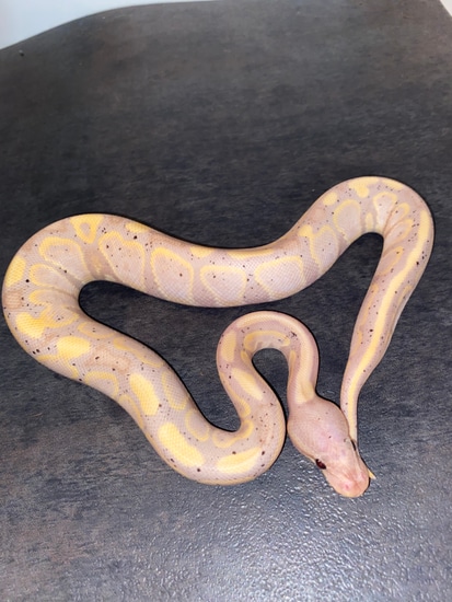 $230 Shipped Banana Spector Ball Python by EscamillaZ MorphZ