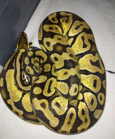 HUGE Orange Dream Ball Python by EscamillaZ MorphZ